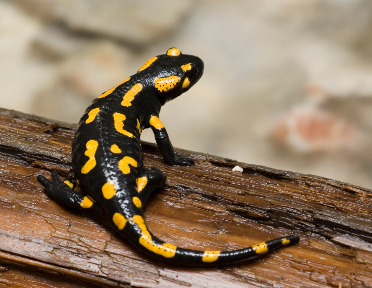 Toxic Salamanders in Captivity: Safety and Care Guide - Poisonous Pets