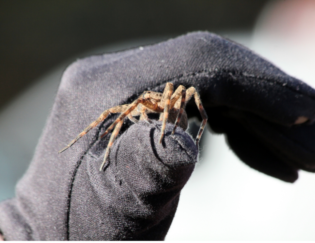 Keeping Venomous Spiders: Essential Safety Tips for Beginners ...