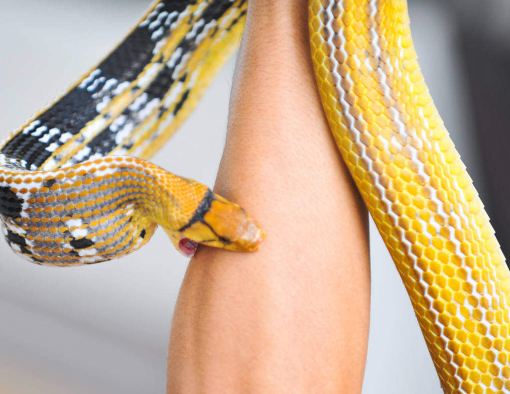 Identifying Symptoms of Toxin Exposure in Humans and Pets - Poisonous Pets